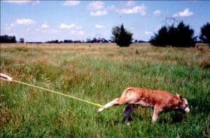 Safe-T-Katch Calf Catchers | Calf Catcher Tool by AgHeaters.com